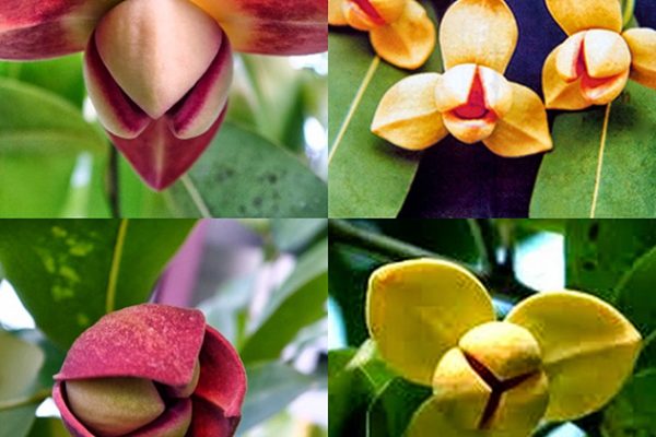 National Flower of Cambodia - Indochina Tours